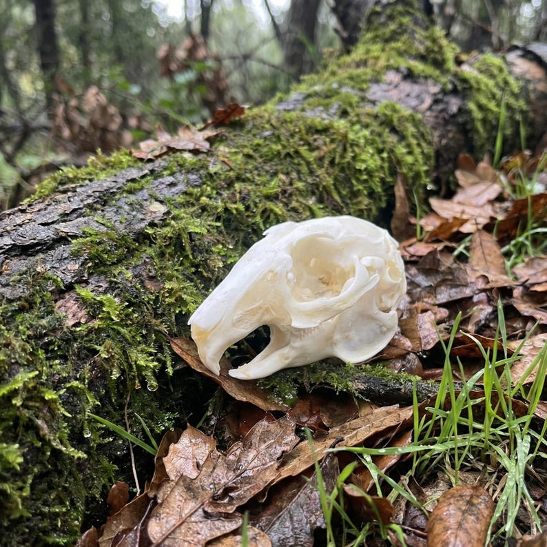 Real Rabbit Skull - Ethically Sourced | Taxidermy Bone | Oddities and ...