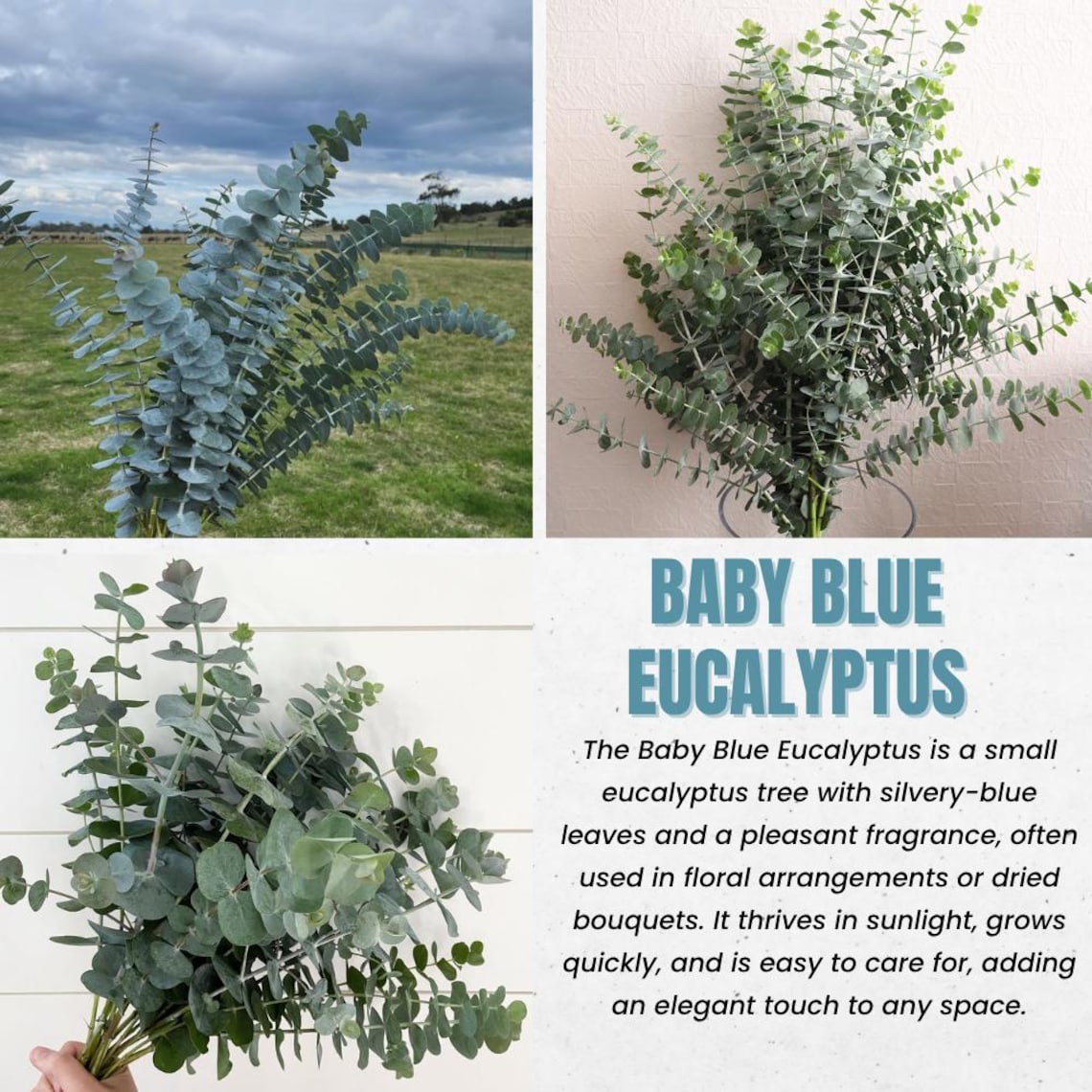 Baby Blue Eucalyptus Tree Live Plant, Baby Blue Eucalyptus Plant ...
