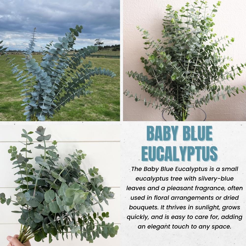 Baby Blue Eucalyptus Tree Live Plant, Baby Blue Eucalyptus Plant ...