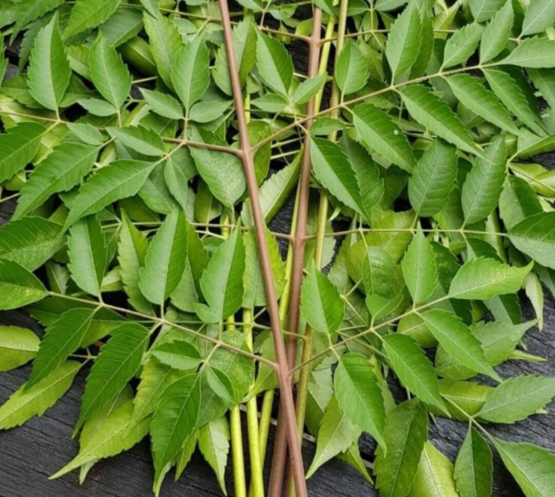 Organic Dried Neem Leaves | Sri Lankan Herbal Tea & Craft Supply - Etsy