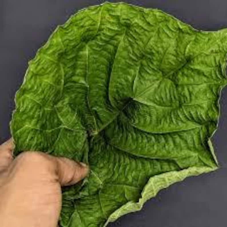 Dried Macaranga Peltata Leaves | Wild Harvested Kanda Leaf, Sri Lanka ...