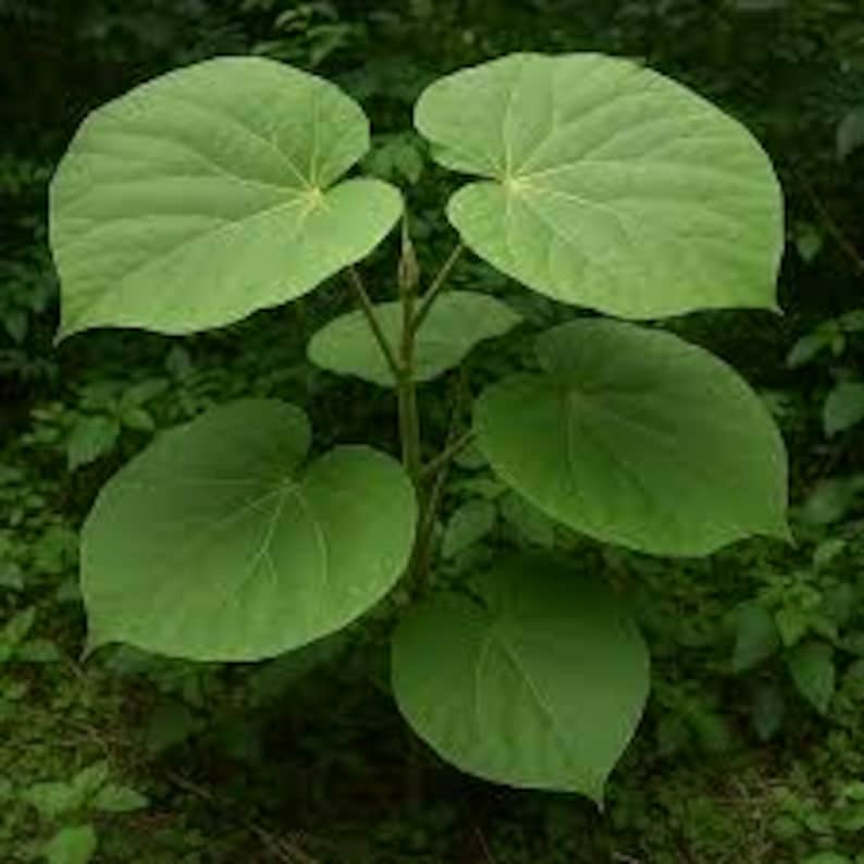 Dried Macaranga Peltata Leaves | Wild Harvested Kanda Leaf, Sri Lanka ...