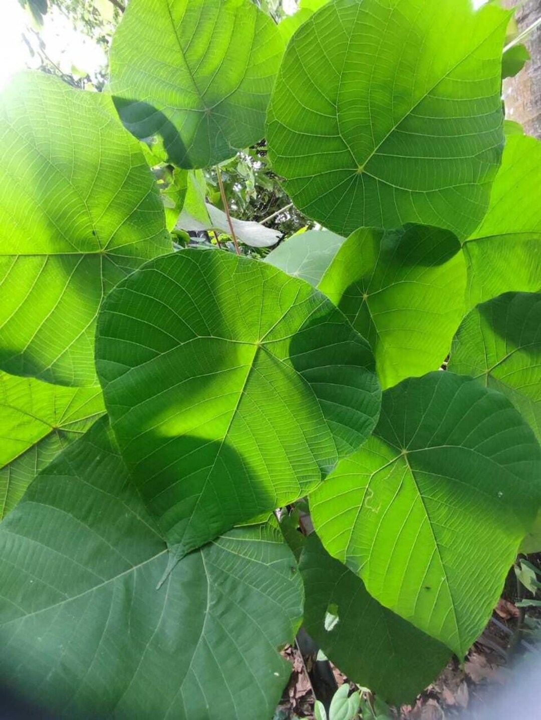 Dried Macaranga Peltata Leaves | Wild Harvested Kanda Leaf, Sri Lanka ...