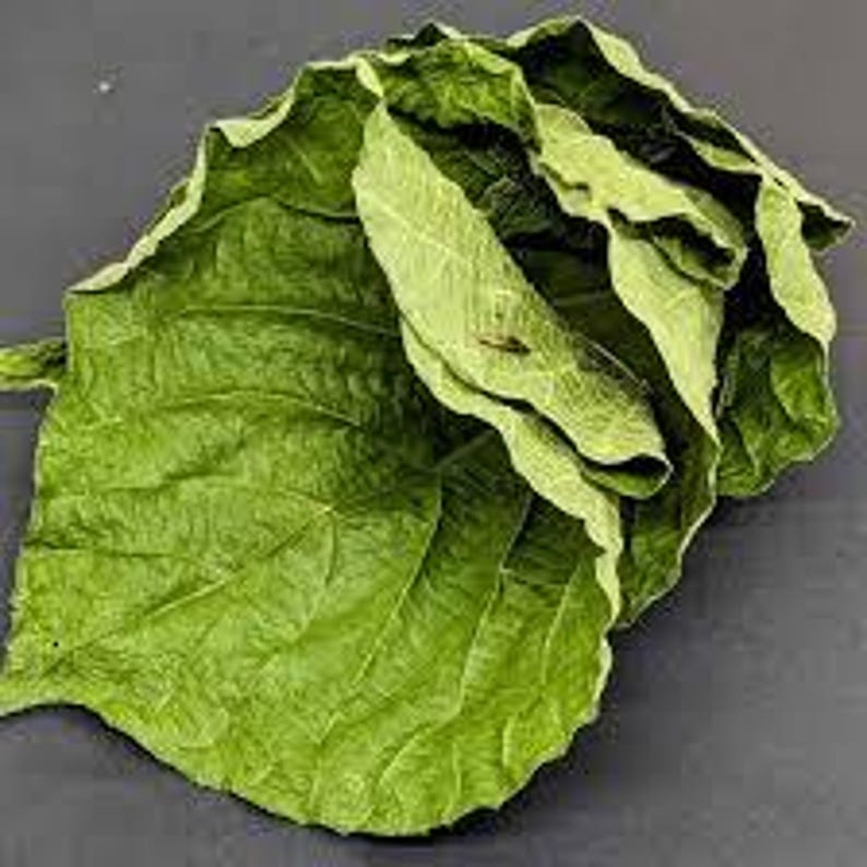 Dried Macaranga Peltata Leaves | Wild Harvested Kanda Leaf, Sri Lanka ...