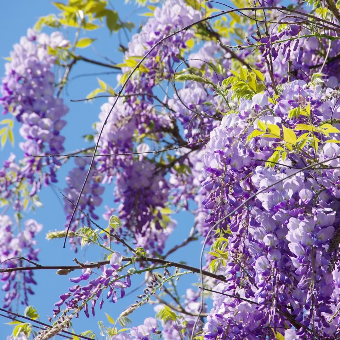 Purple Wisteria Live Plant, 2.5-inch Pot, Fully Rooted, Hardy Perennial ...