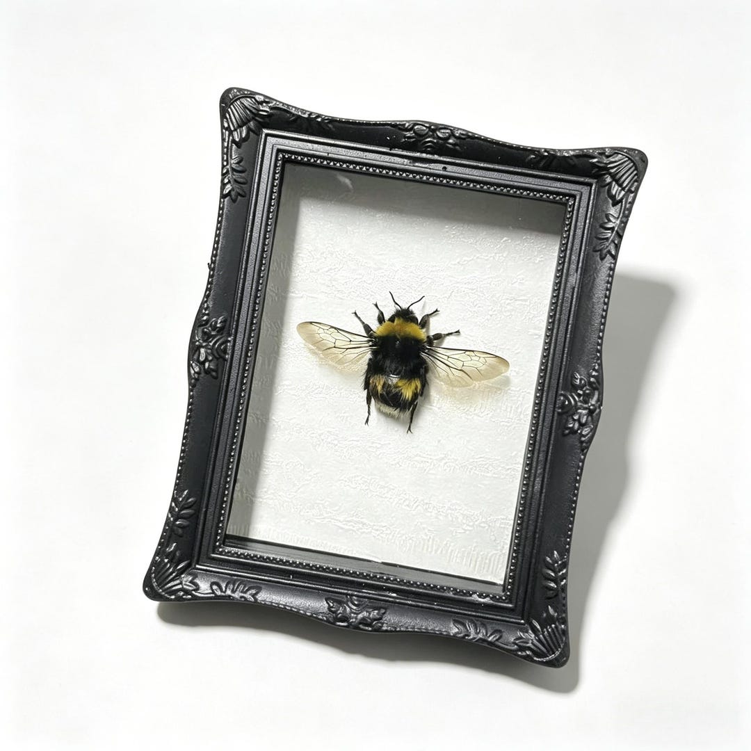 Authentic Bumblebee Specimen in Resin Frame | Natural History Magnet ...