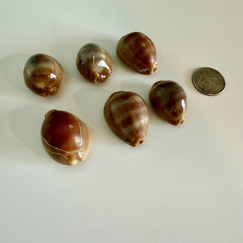Hawaiian Cowrie - Etsy