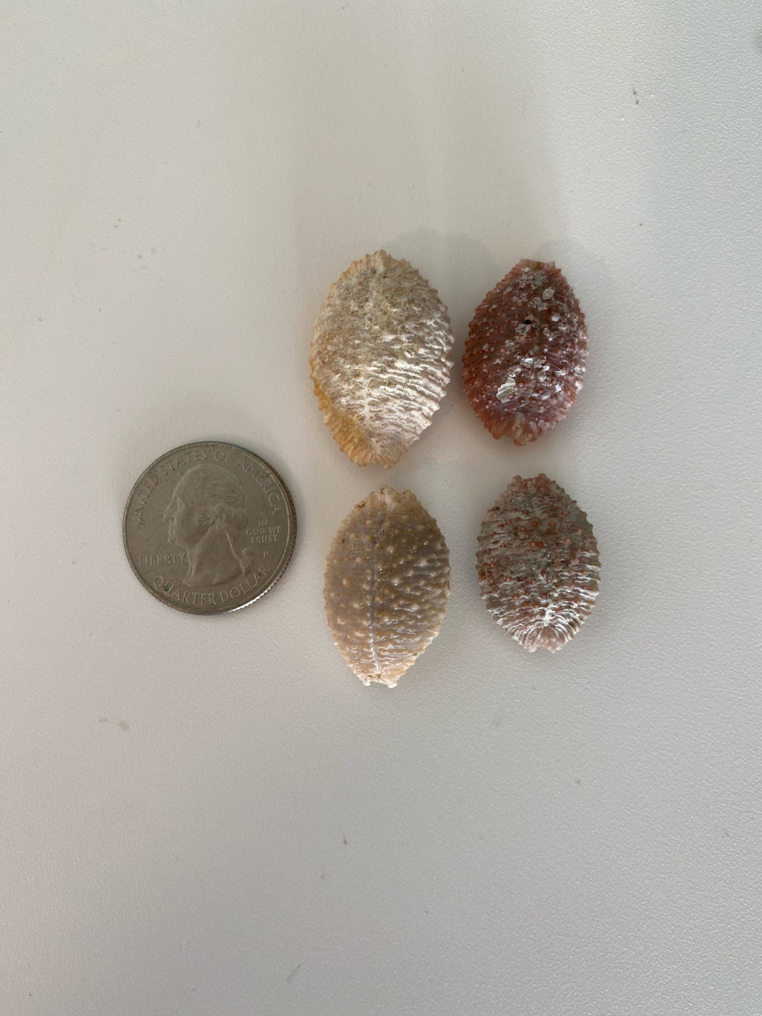 Rare Hawaiian Bumpy Granulated Cowrie 4 Pcs - Etsy