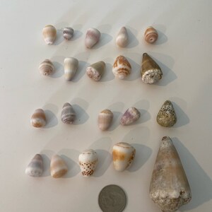 Hawaiian Cone Shells 20pcs - Etsy