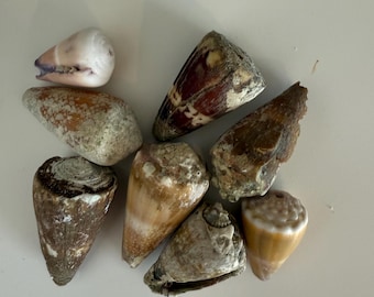 Hawaiian Cone Shells 20pcs - Etsy