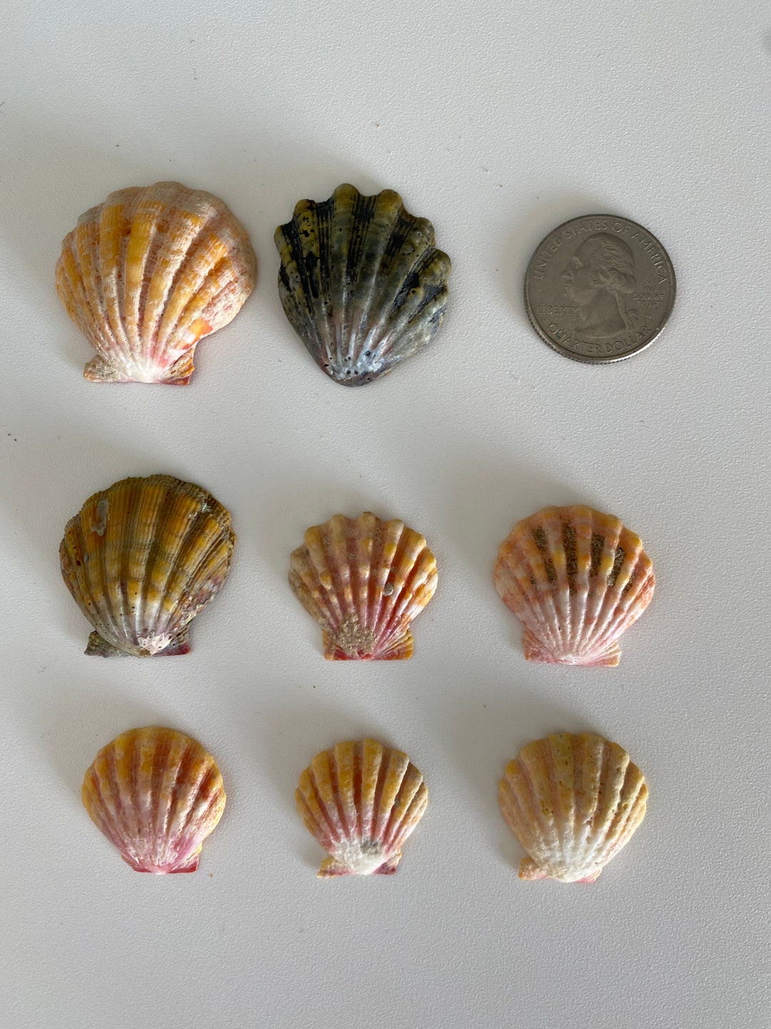 Lot of 8 Hawaiian Sunrise Shells - Etsy