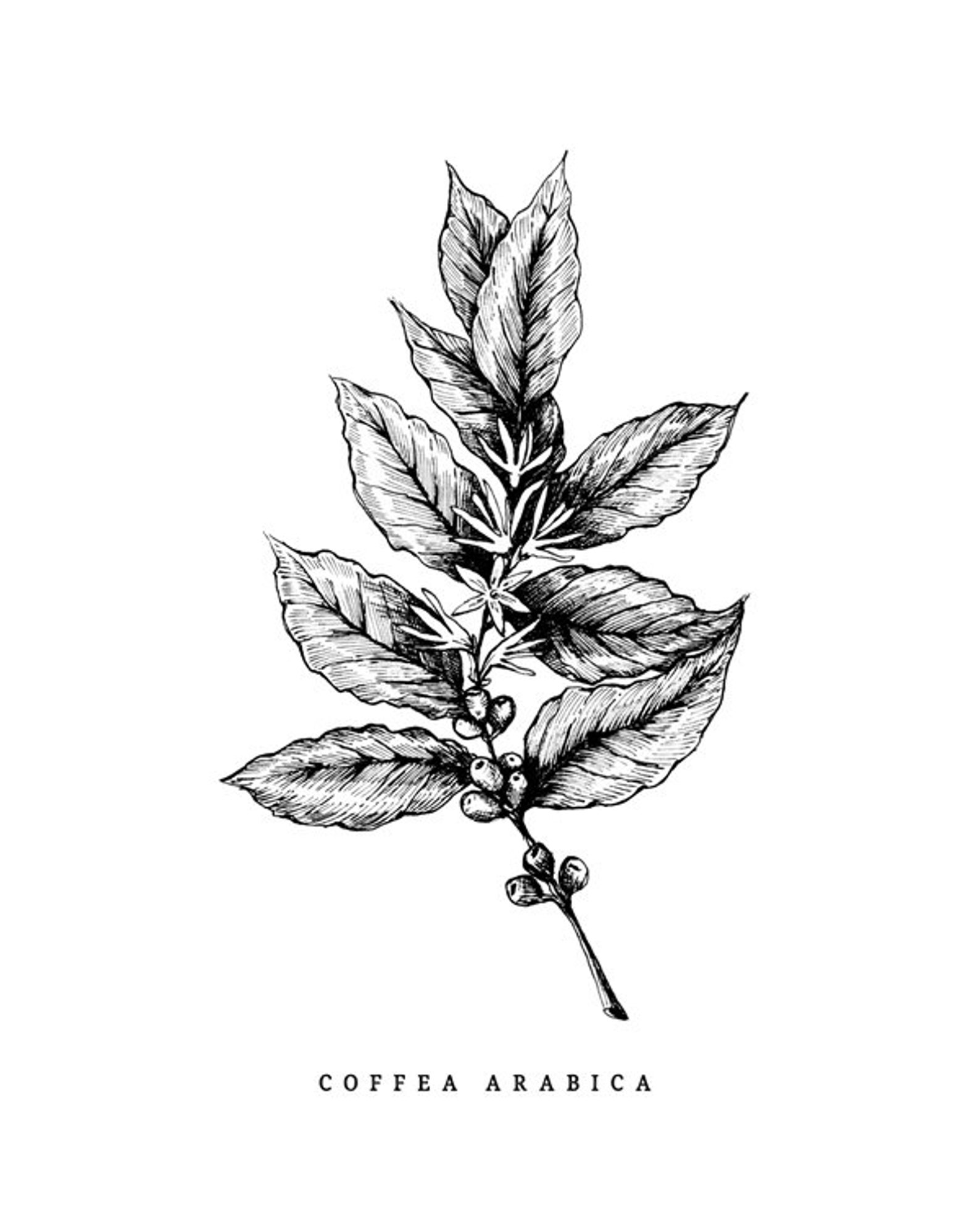 Coffee Plant, Coffeine, Art Print, Coffee Printable Art, Kitchen Art ...