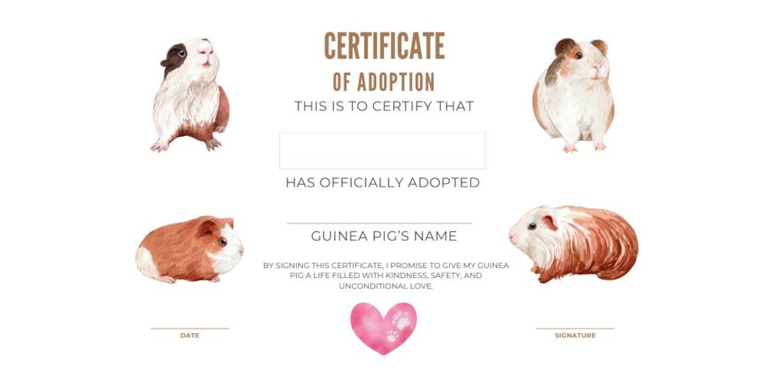 Guinea Pig Adoption Certificate Printable - Pet Keepsake for New Piggy ...