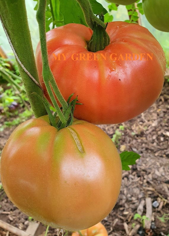 Yaponiya Tomato