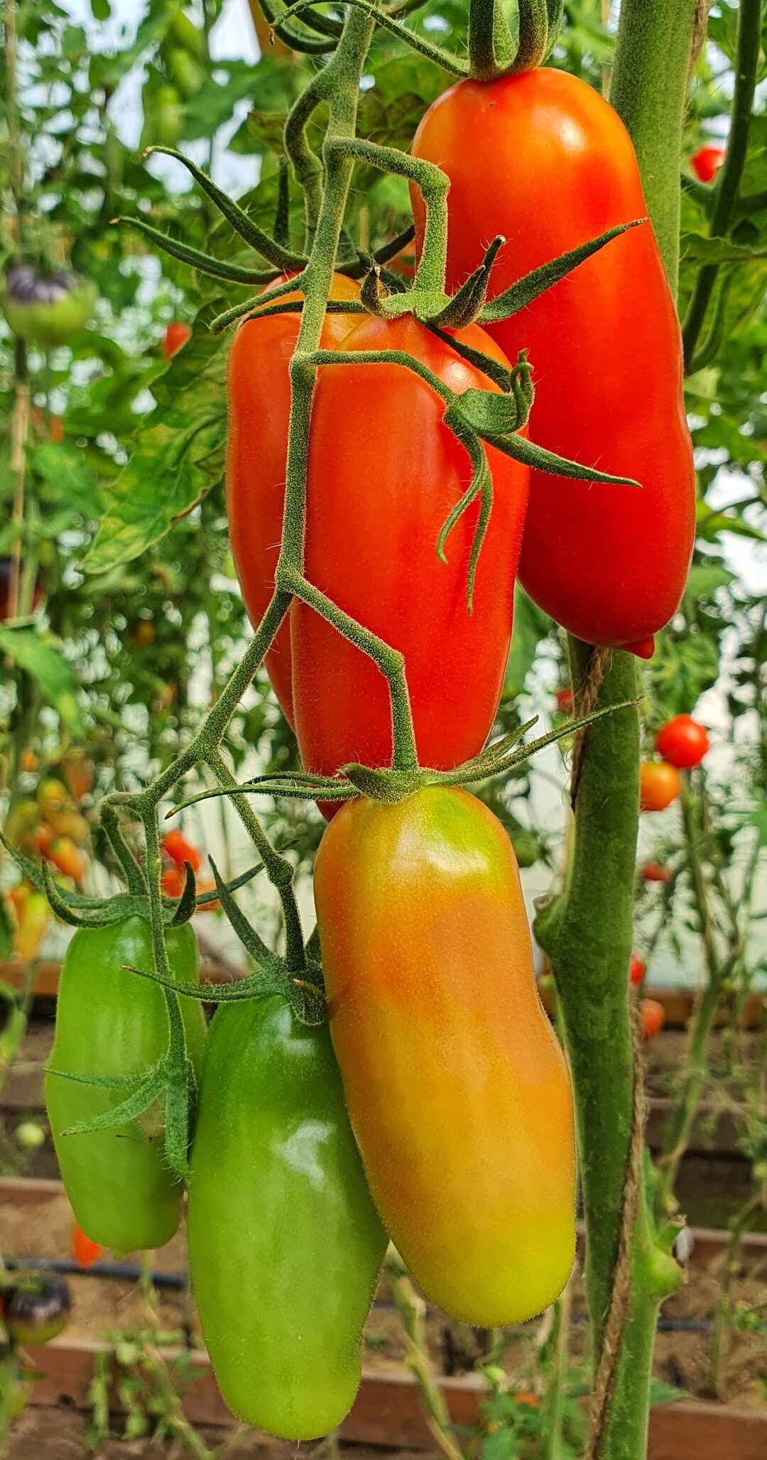 10 Cherevichki Tomato Organic Seeds – Cherevichki, Черевички, Non GMO ...