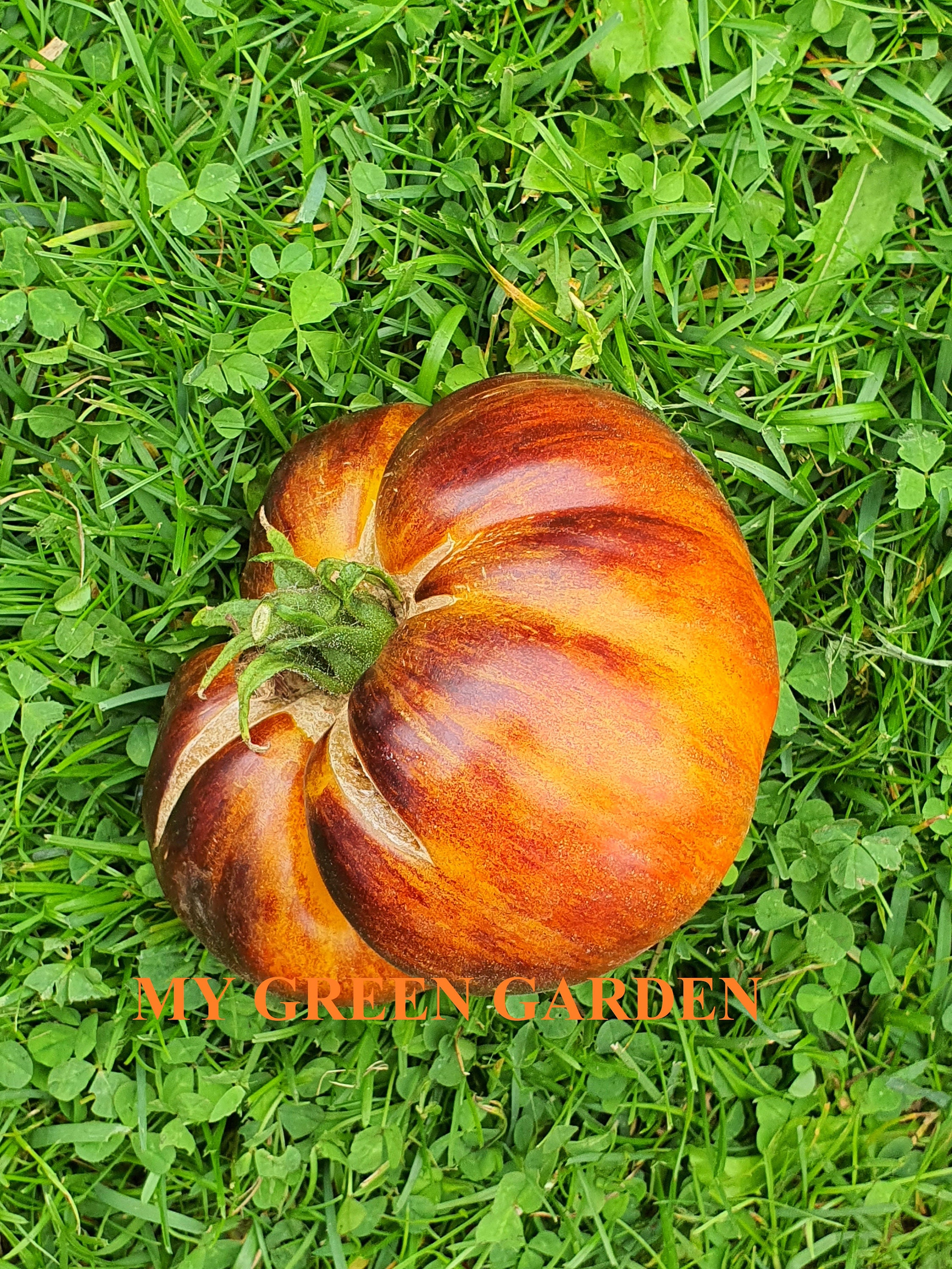 10 Alices Dream Tomato Organic Seeds Alices Dream, Мечта Алисы, Non GMO ...
