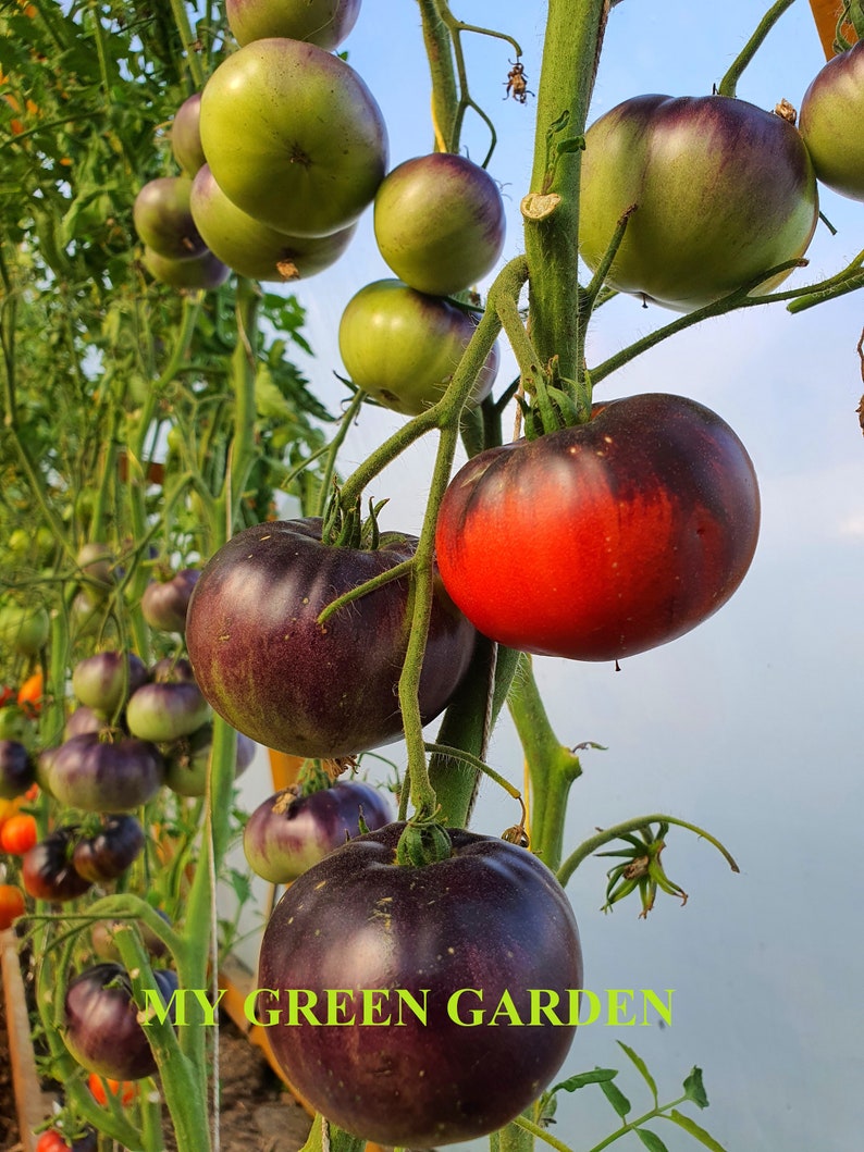 10 graines de tomate bio BLUE BEAUTY - Blue Beauty, en poudre, sans OGM ...