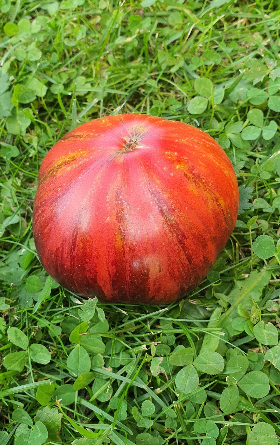 10 LOVELY LUSH Tomato Organic Seeds- Lovely Lush, Прекрасный пышный ...