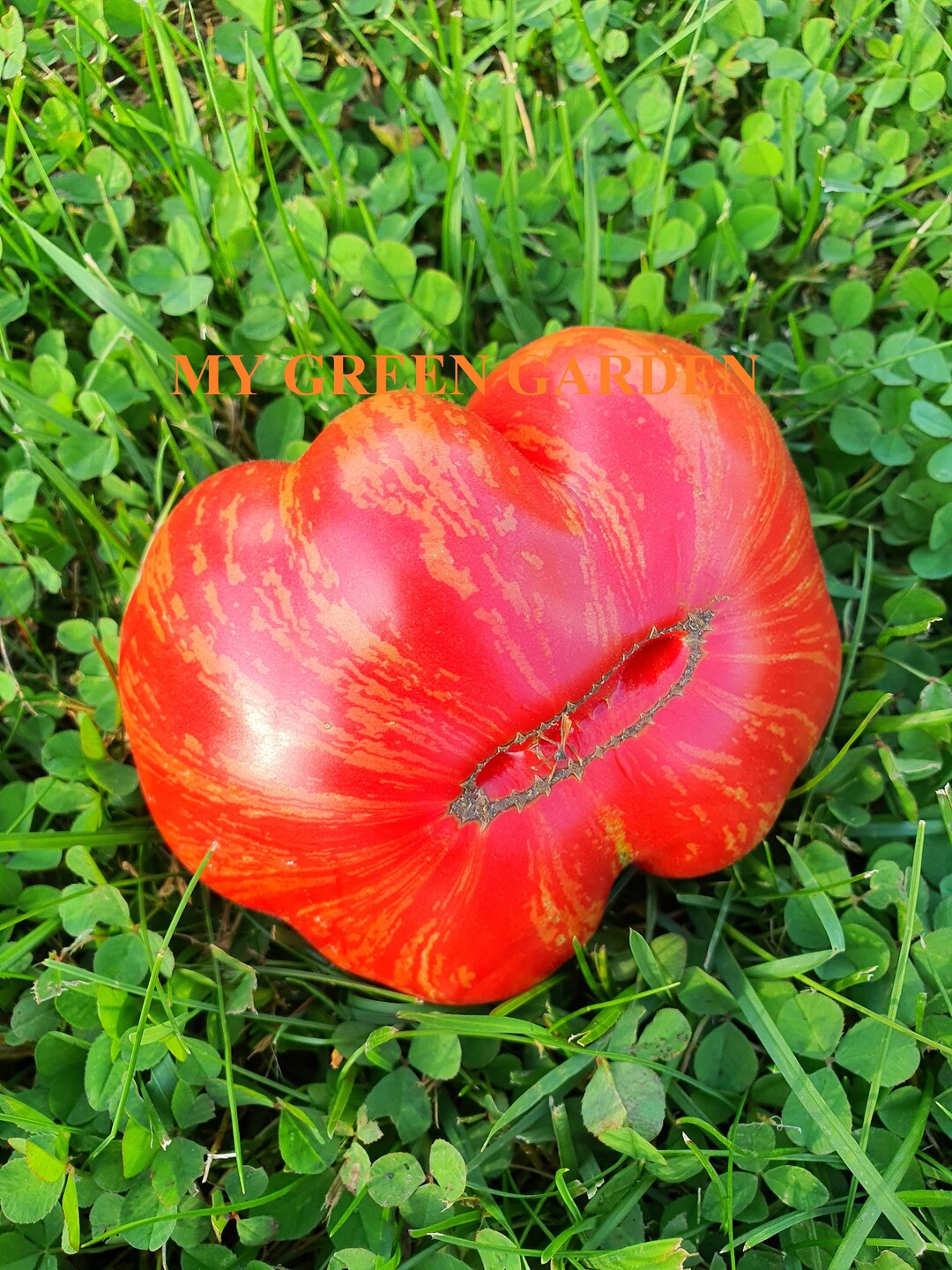 10 HIPPIE ZEBRA Tomato Organic Seeds – Hippie Zebra, Хипповая зебра ...