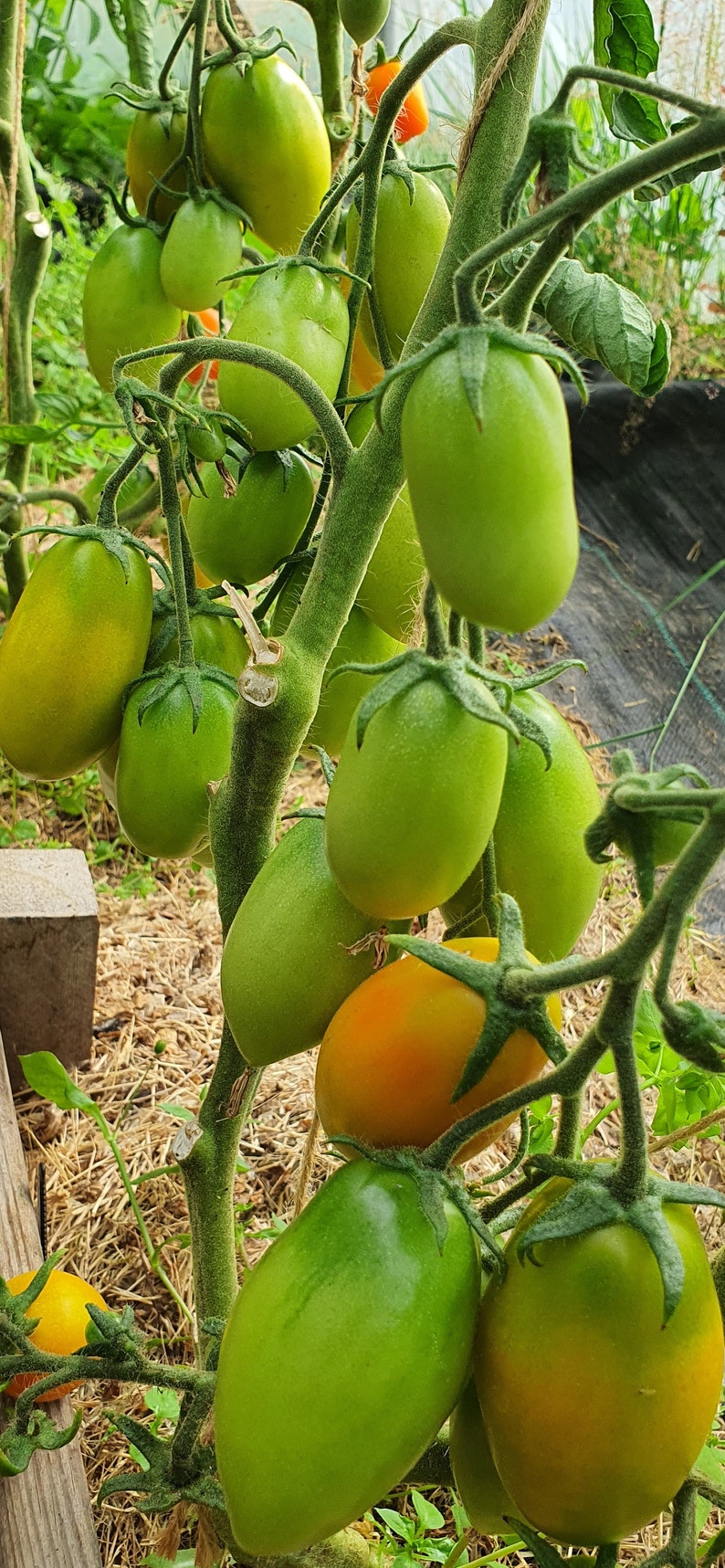 10 GOLDEN STREAM Tomato Organic Seeds Golden Stream, Золотое руно ...