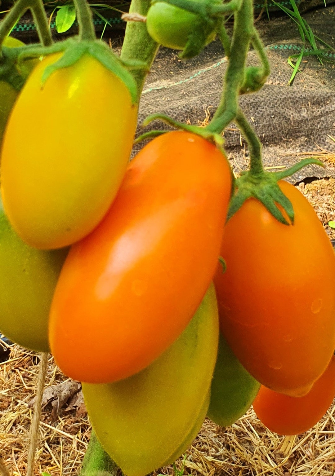10 GOLDEN STREAM Tomato Organic Seeds Golden Stream, Золотое руно ...