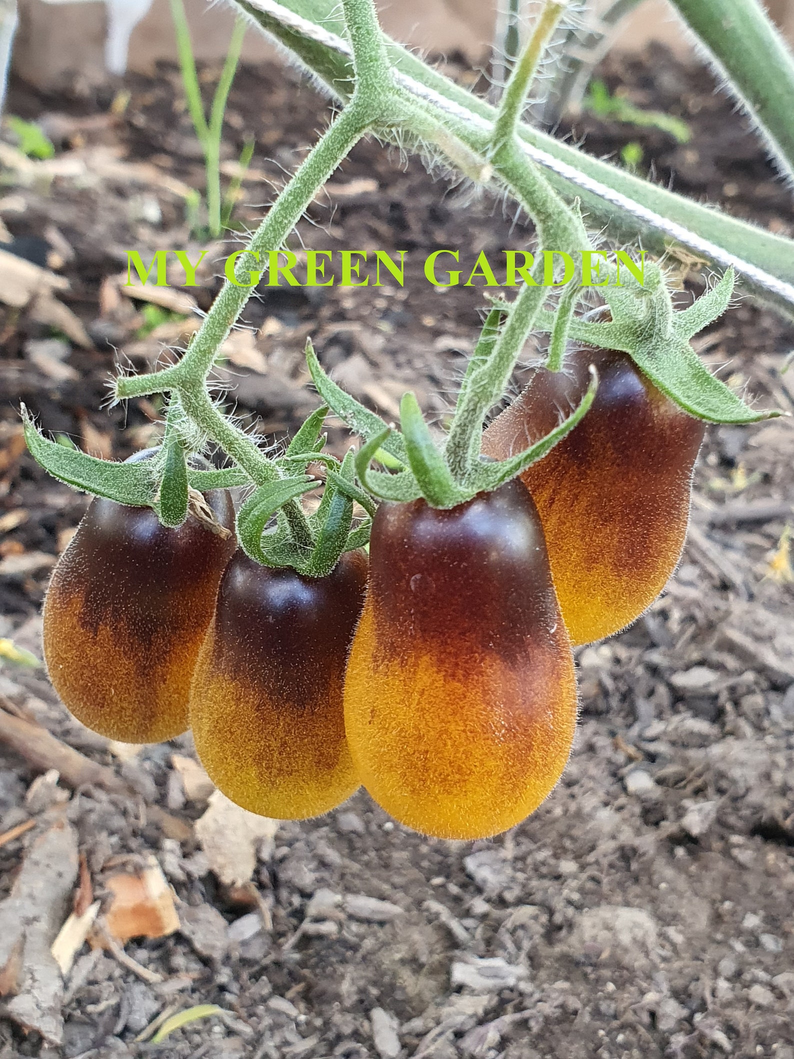 10 Tomato Cherry INDIGO PEAR DROPS, Non Gmo, Organic Heirloom Tomato ...