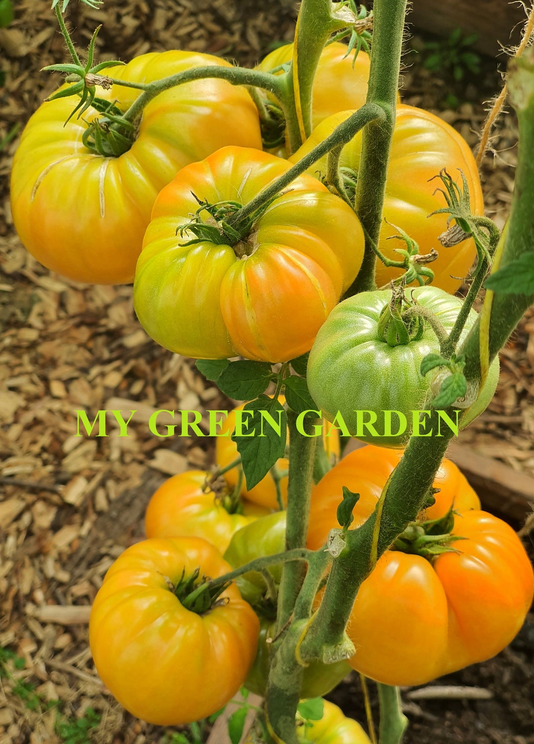 10 ANANAS Tomato Organic Seeds ANANAS, Ананаc, Early Ripening, Bi-color ...