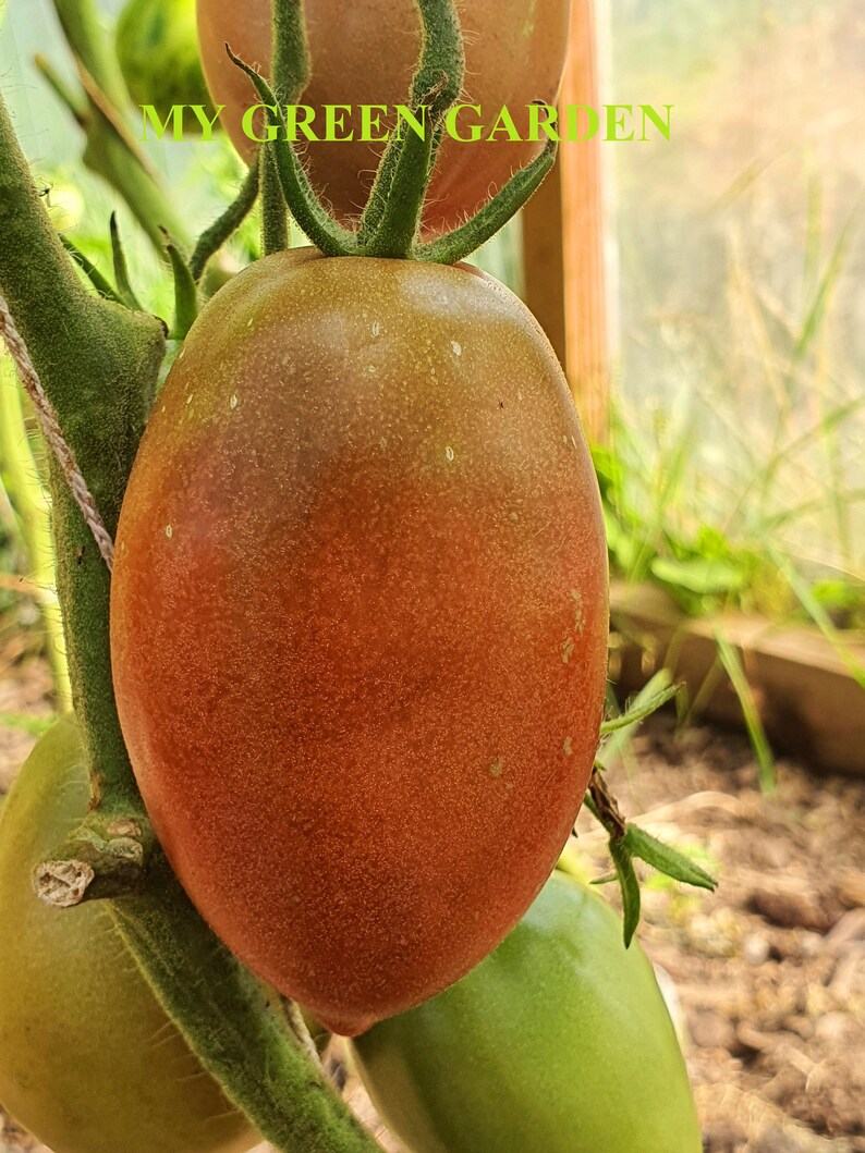 10 Ukrainian Purple Tomato Organic Seeds ukrainian Purple - Etsy