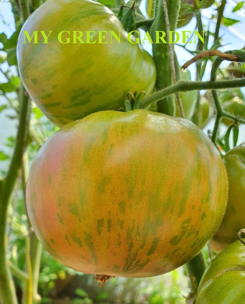 10 ANANAS ZEBRA Tomato Organic Seeds Ananas Zebra, Ананас зебра, Sans ...