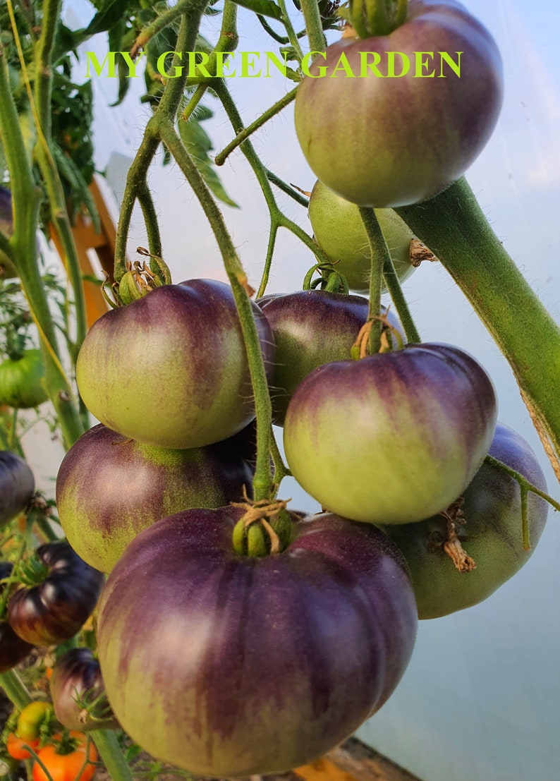 10 BLUE BEAUTY Tomato Organic Seeds Blue Beauty Голубая - Etsy