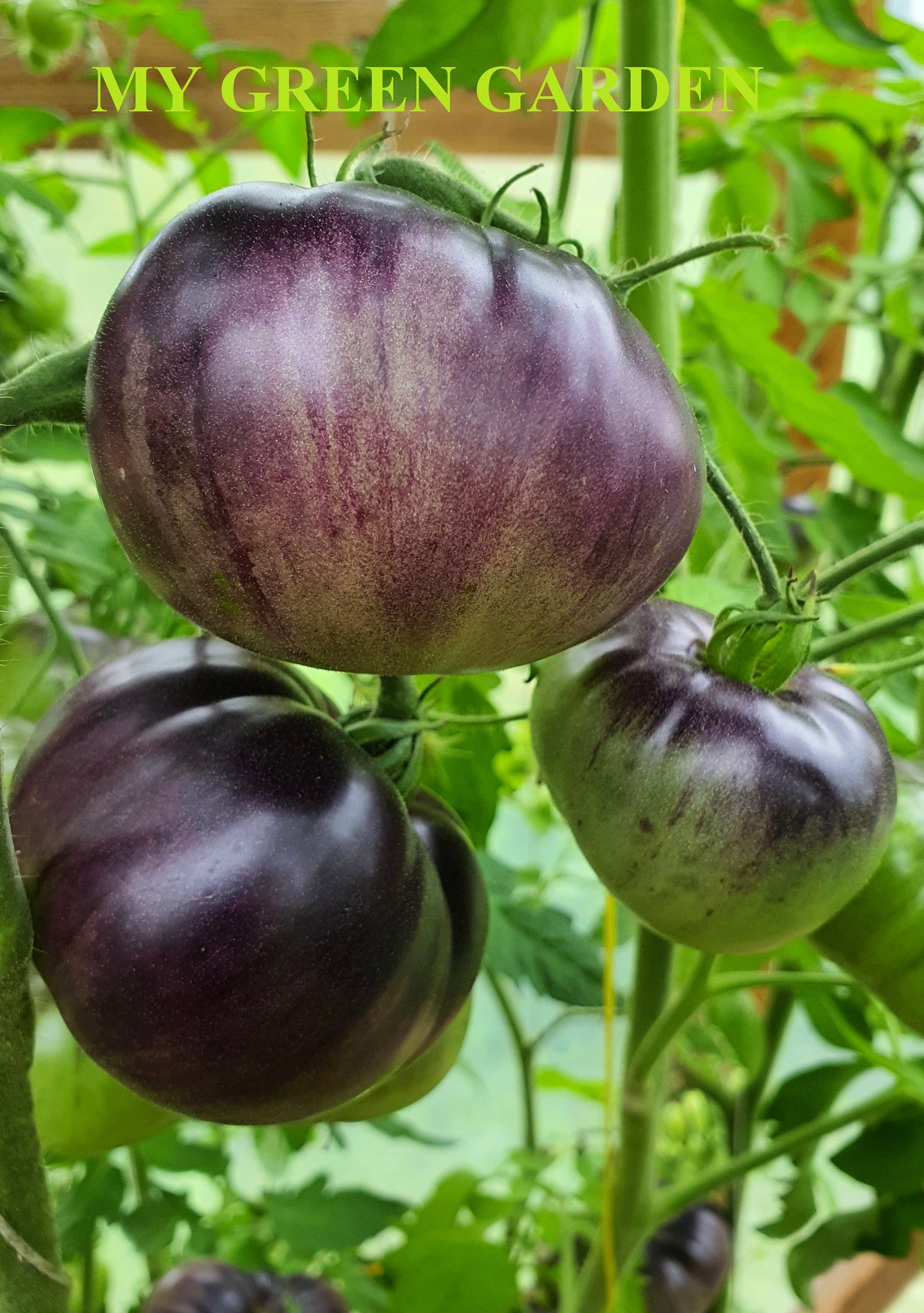 10 AMETHYST JEWEL Tomato Organic Seeds - Amethyst Jewel, Аметист ...