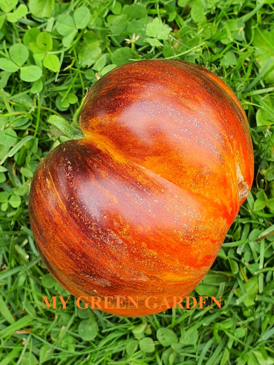 10 Alice’s Dream Tomato Organic Seeds - Alice’s Dream, Мечта Алисы, Non ...