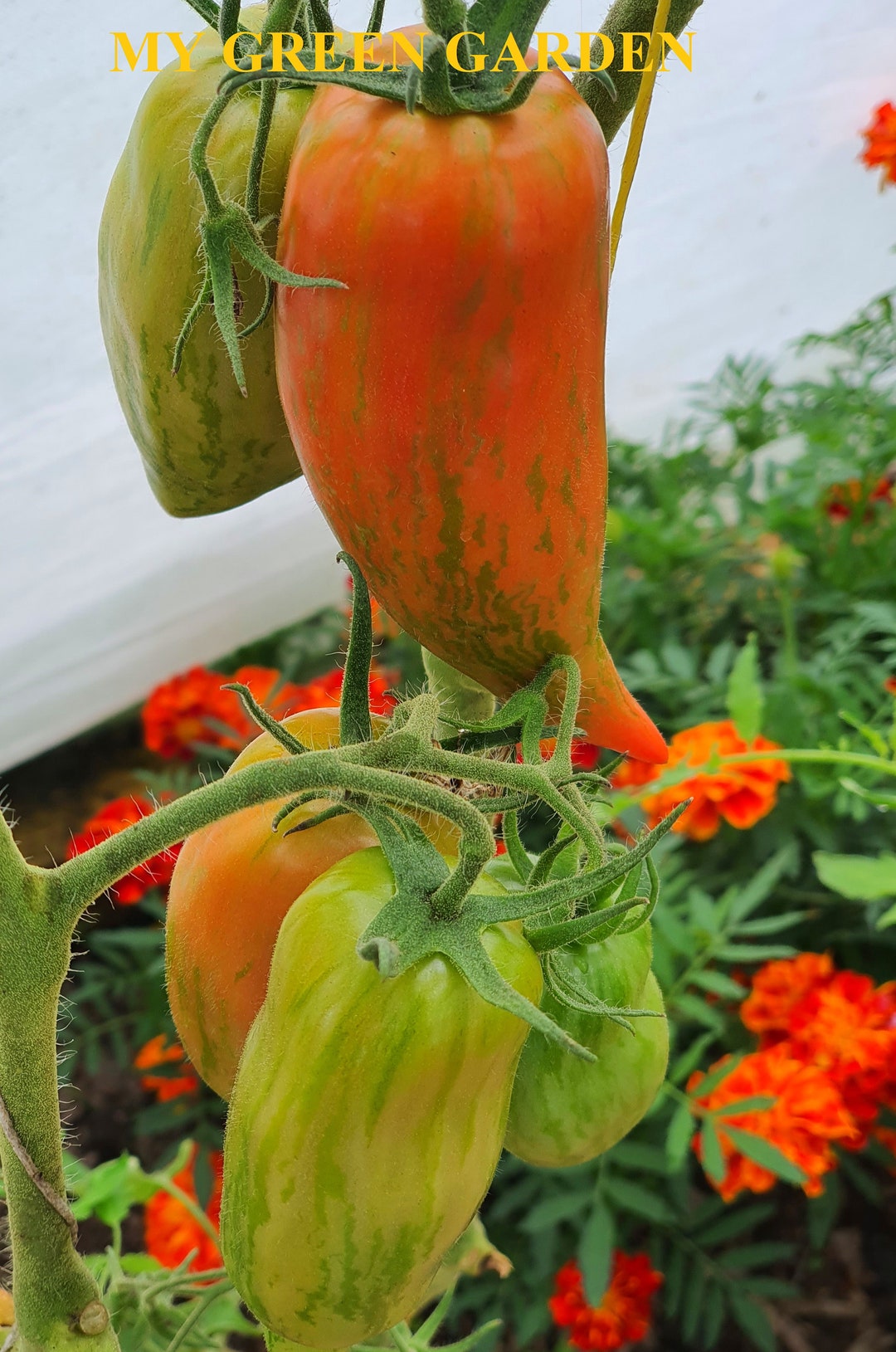 10 STRIPED ROMAN Tomato Organic Seeds Striped Roman, Pимский полосатый ...