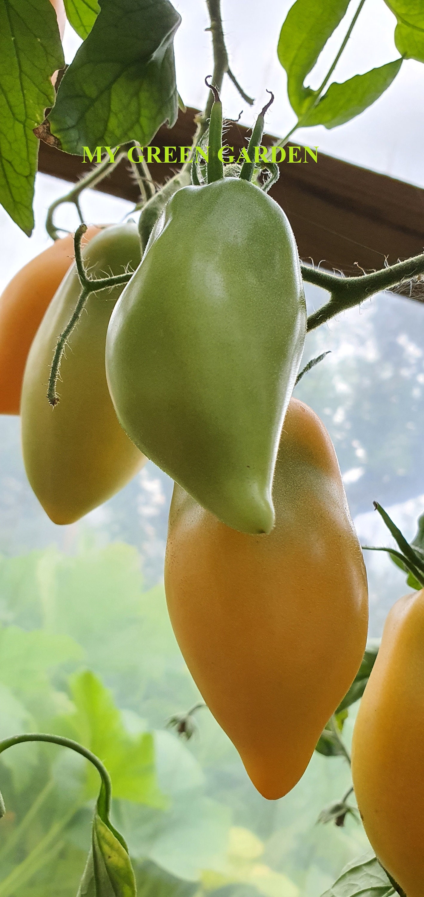 10 Semillas Orgánicas de Tomate Mango Django Mango Django, Манго Джанго ...