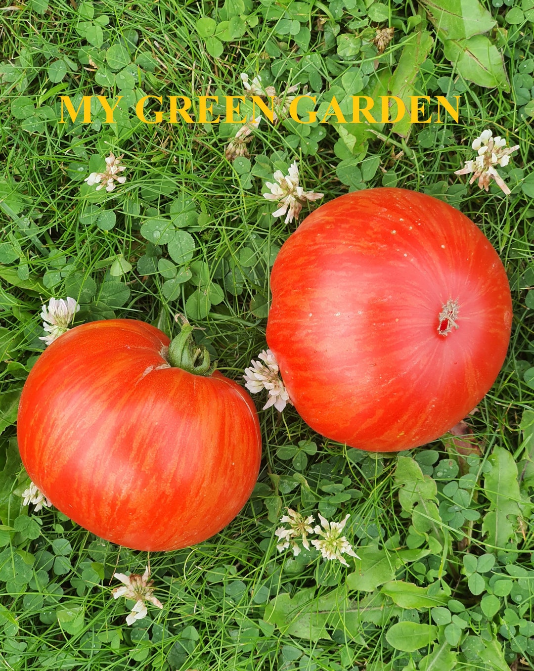 10 Solar Flare XL Tomato Organic Seeds – Solarflarexl, Tomatensamen ...