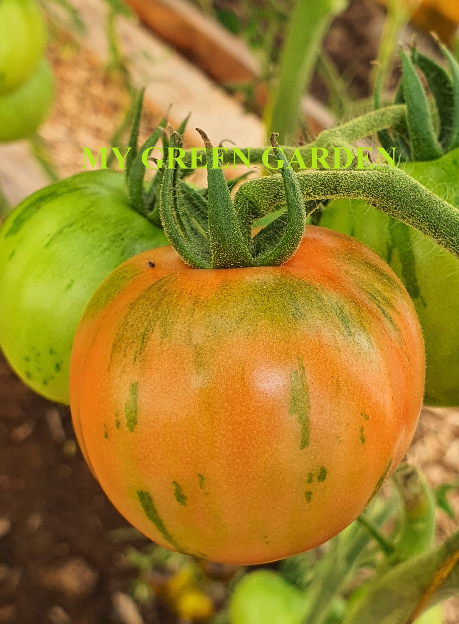 10 Red Zebra Tomato Organic Seeds - Red Zebra, Non GMO, Tomato Red ...