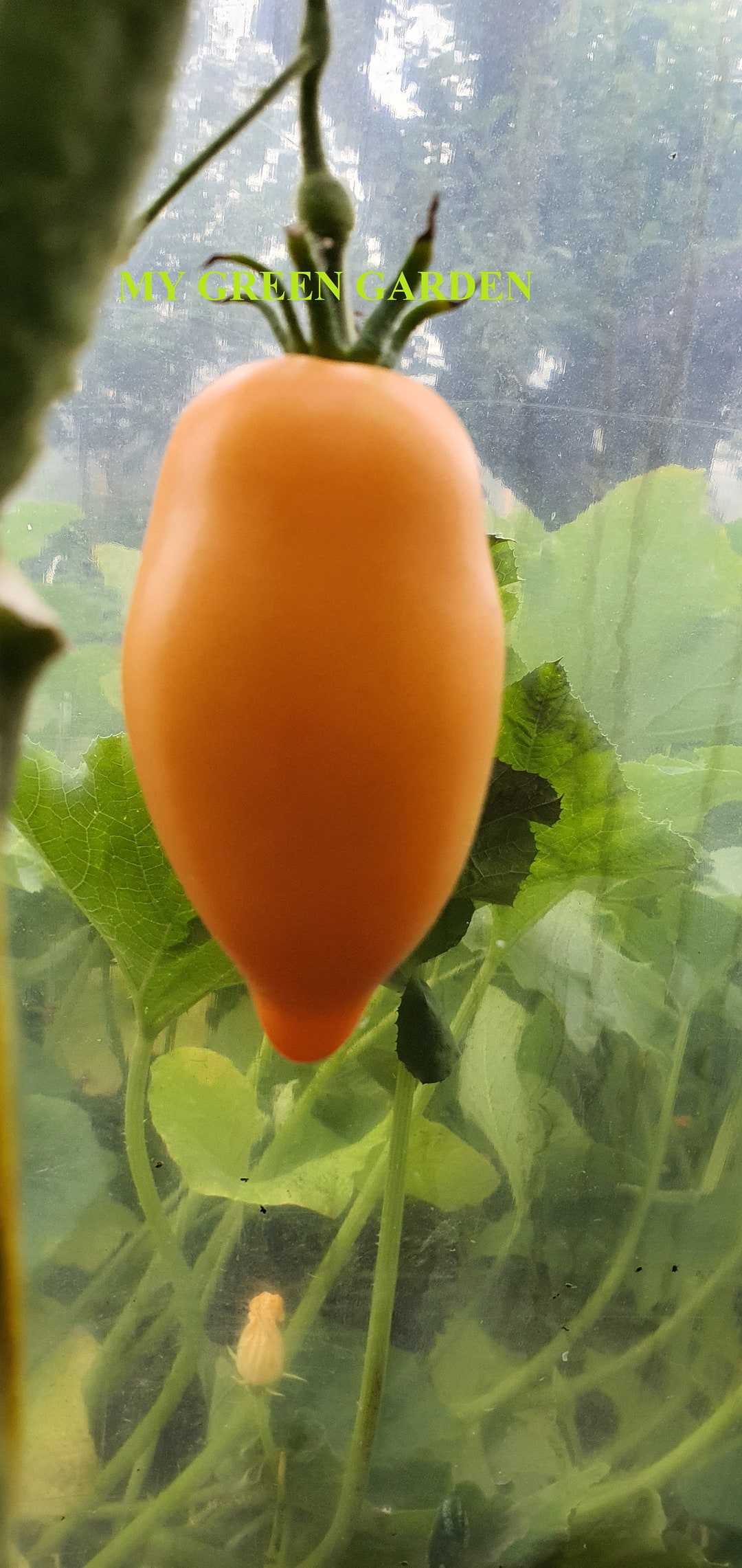 10 Semillas Orgánicas de Tomate Mango Django Mango Django, Манго Джанго ...