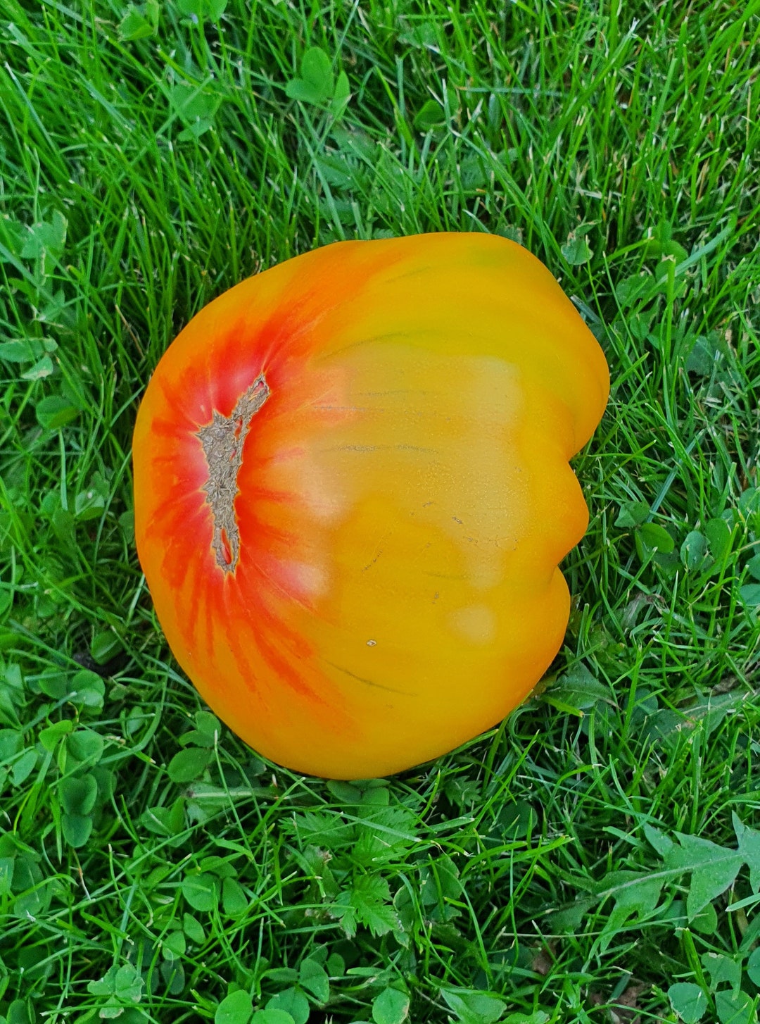 10 Jerusalem Giant Tomato Organic Seeds – Jerusalem Giant, Non GMO ...