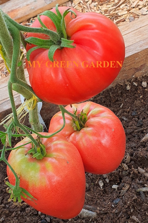 10 JAPONES Tomato Organic Seeds Японка Yaponka Japonaise | Etsy