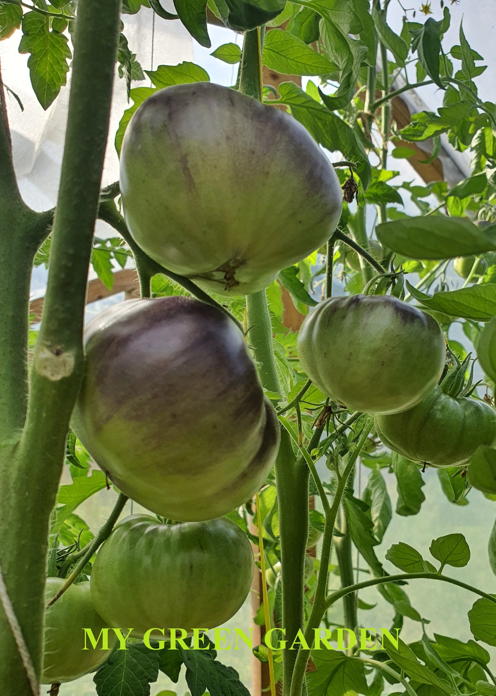 10 AMETHYST JEWEL Tomato Organic Seeds - Amethyst Jewel, Аметист ...
