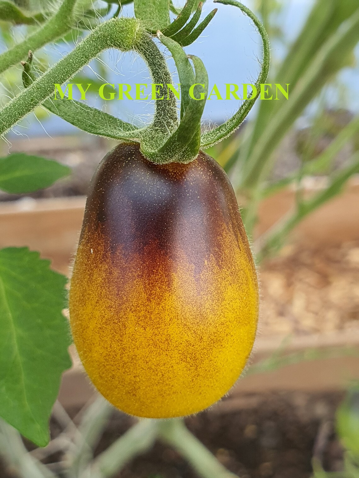 10 Tomato Cherry INDIGO PEAR DROPS, Non Gmo, Organic Heirloom Tomato ...