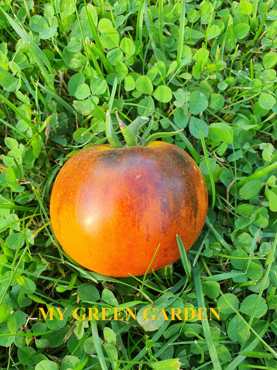 10 LUCID GEM Tomato Organic Seeds – Lucid Gem, Klares Juwel, Non GMO ...