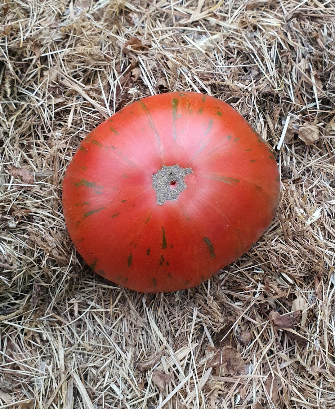 10 Irish Stripes Tomato Organic Seeds – Irish Stripes, Non GMO, Organic ...