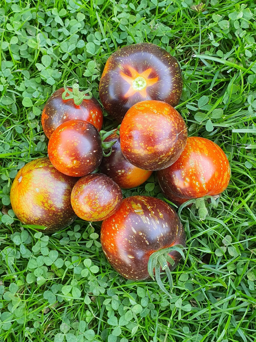 10 DARK GALAXY Tomato Organic Seeds - Dark Galaxy, Темная галактика ...