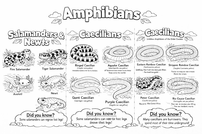 Amphibians Coloring Pages | Frogs, Toads, Salamanders, Newts ...