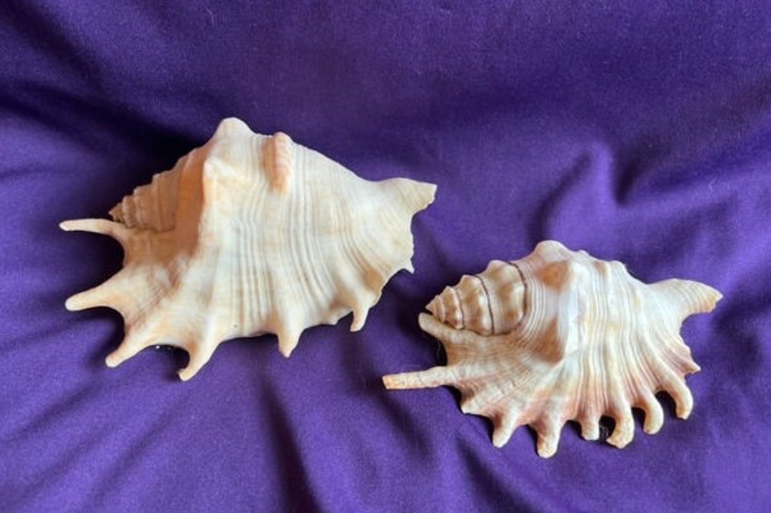Spider Conch Shell & Millipede Spider Conch Shell -- 7878-COD4 - Etsy