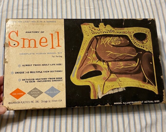 Anatomy of Smell Complete Human Model Kit K560-COD2 - Etsy