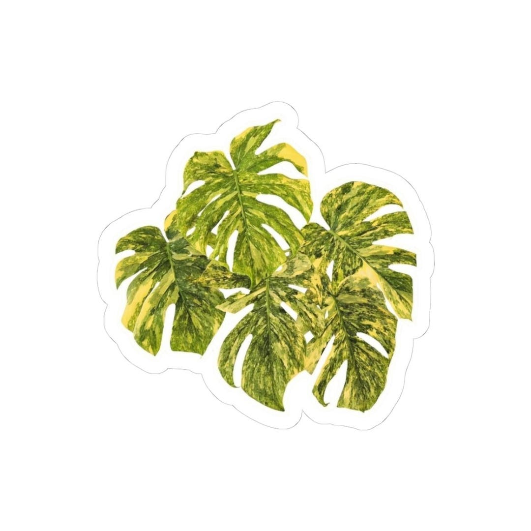 Monstera Legacy Leaf Illustration Stickers | Botanical Decal - Etsy