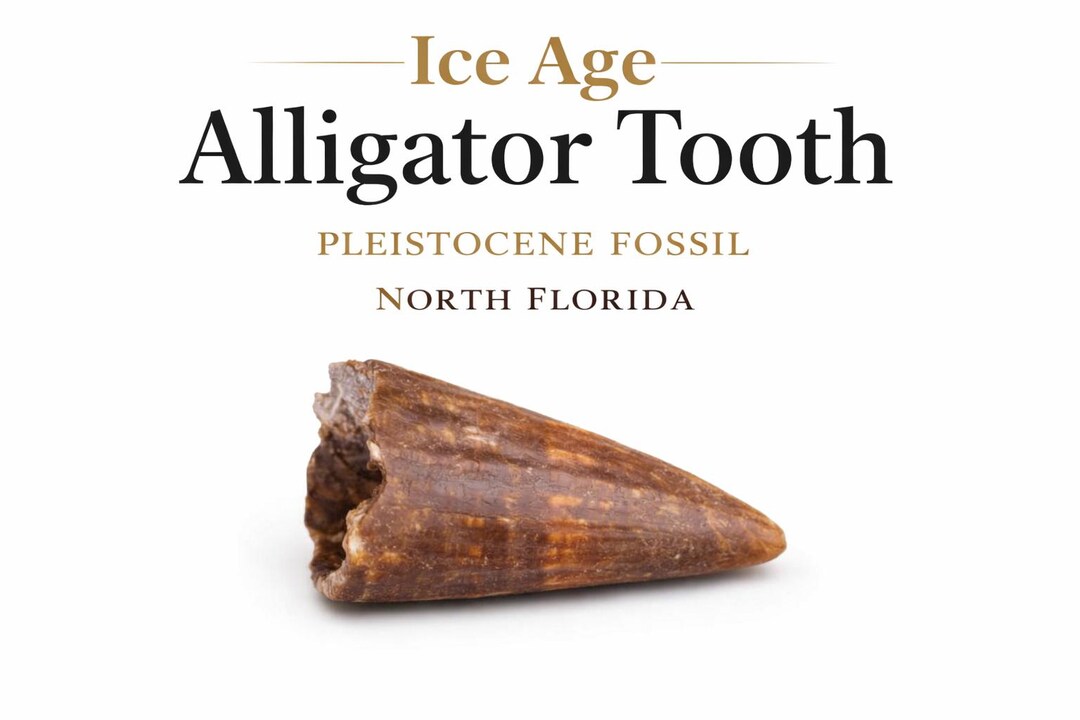 Ice Age Alligator Tooth Fossil – Authentic Pleistocene Specimen - Etsy