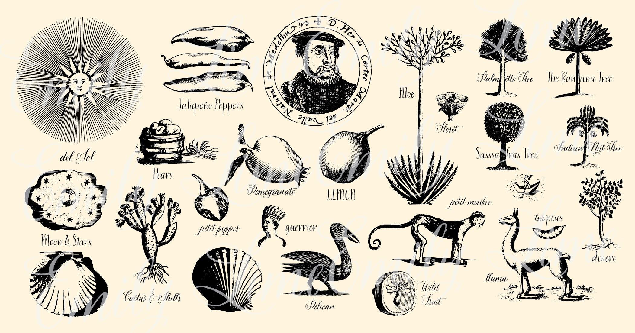 SVG Vector Pack of Vintage Illustrations -shells Fruit Animals Sun Rays ...